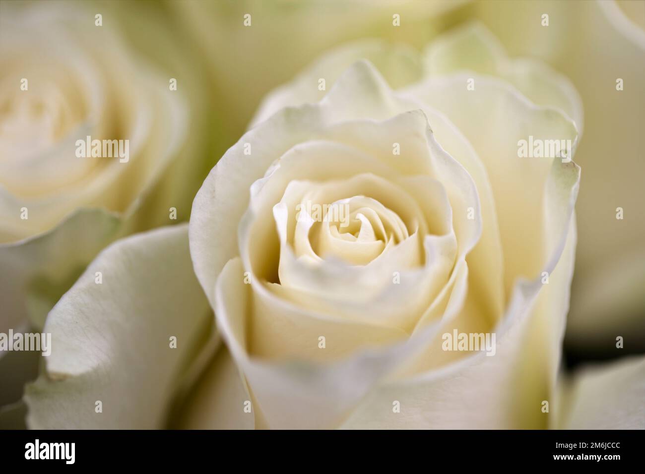 Rose bloom close up hi-res stock photography and images - Alamy