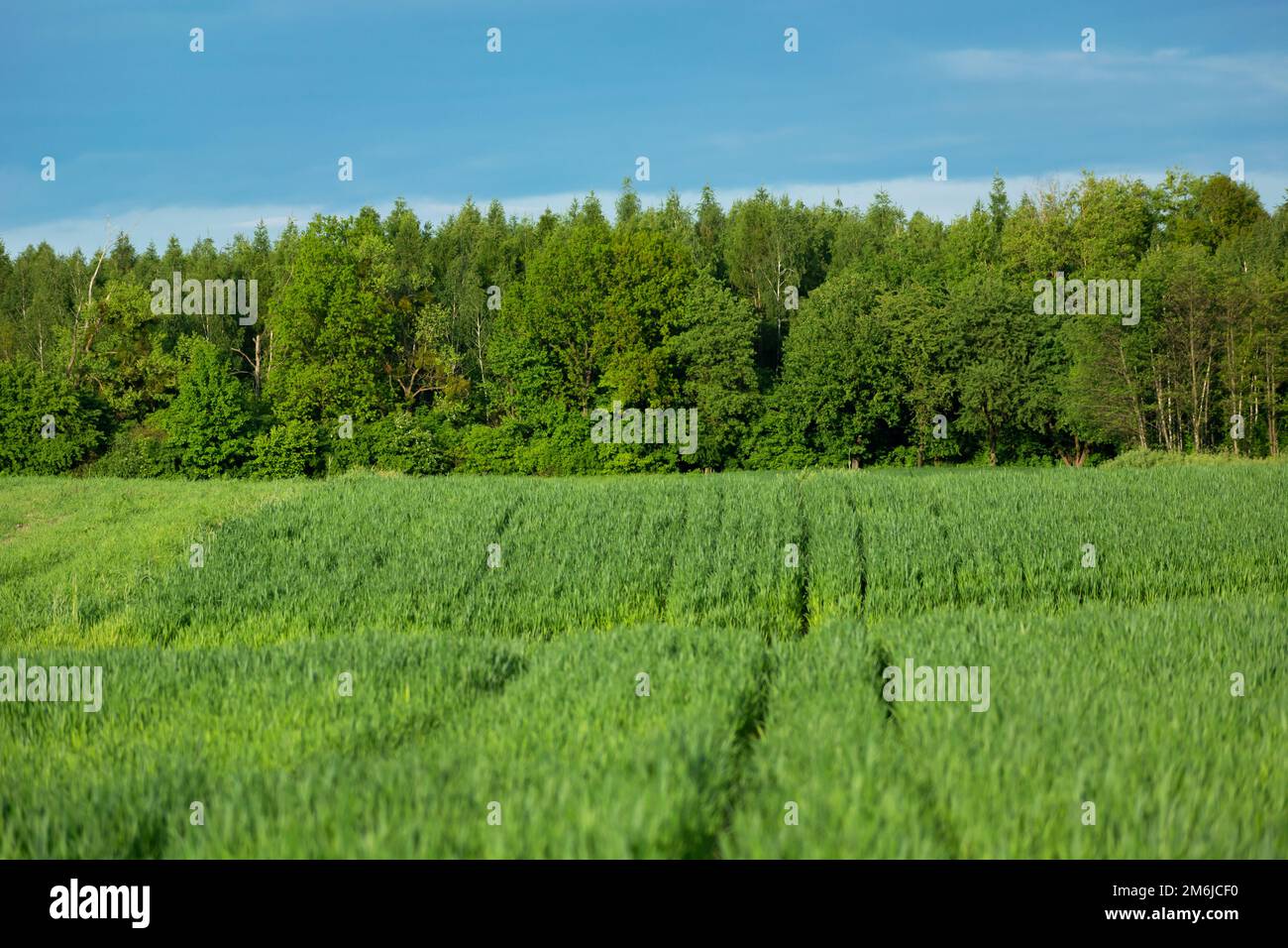 Forest behind a green field with grain Stock Photo - Alamy