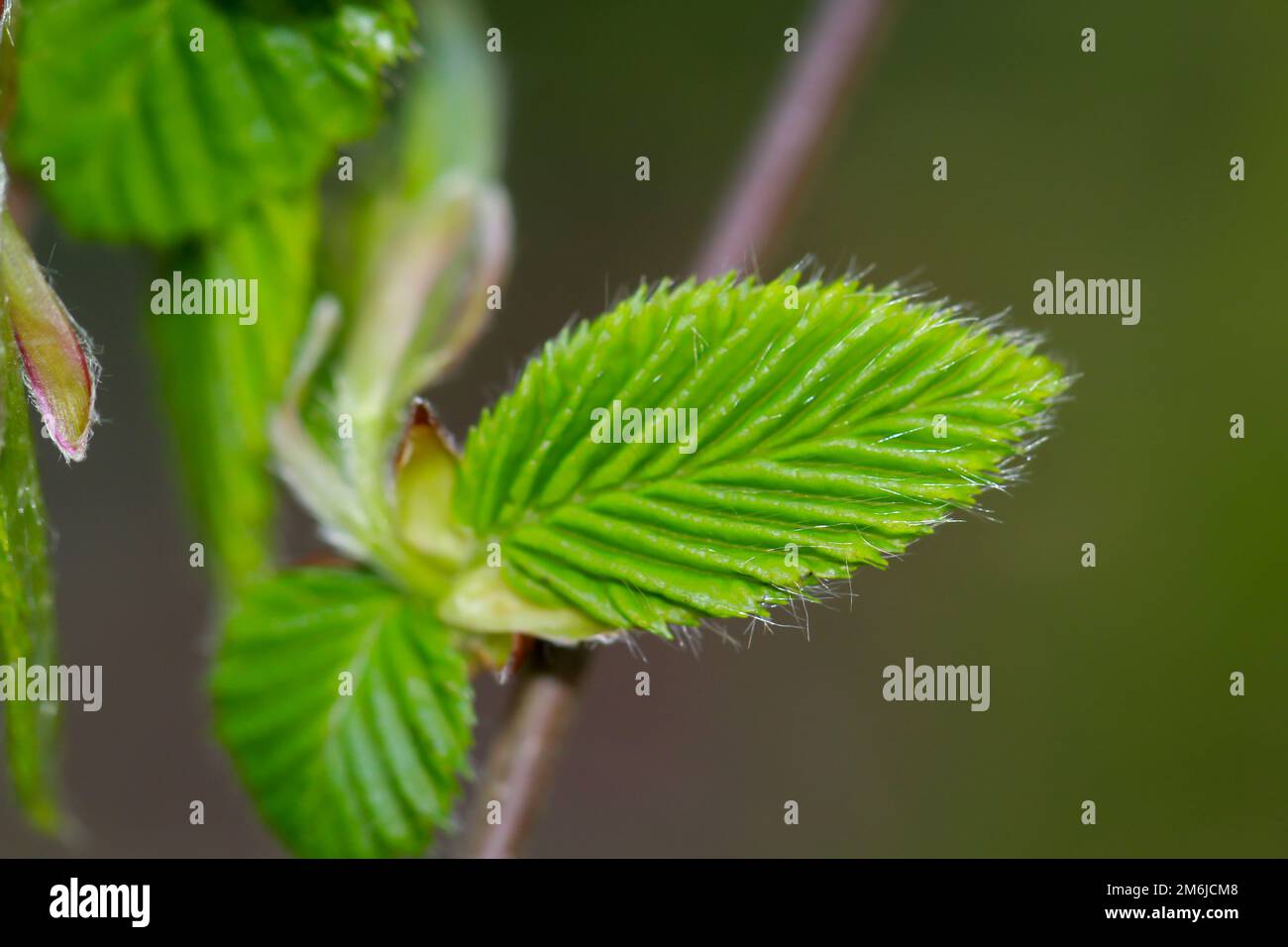 A close-up of a shoot of a tree of the common hornbeam Stock Photo - Alamy