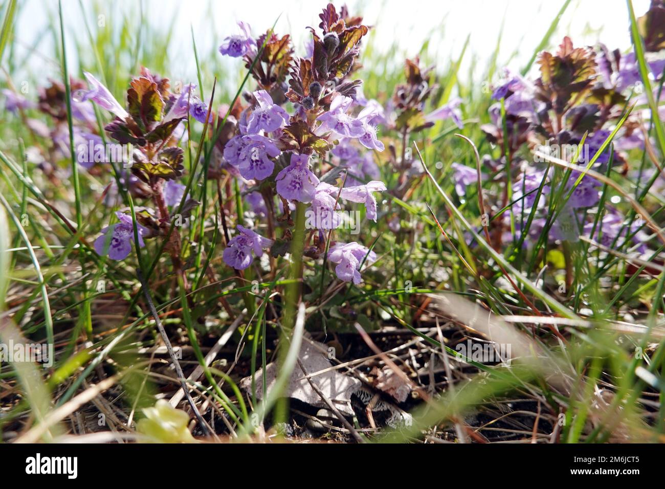 Ground ivy (Glechoma hederacea), also known as real ground ivy ...