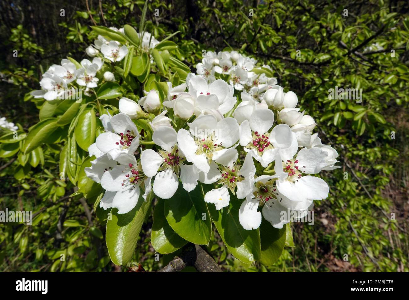 Pear (Pyrus communis) - flowers and fresh foliage Stock Photo - Alamy