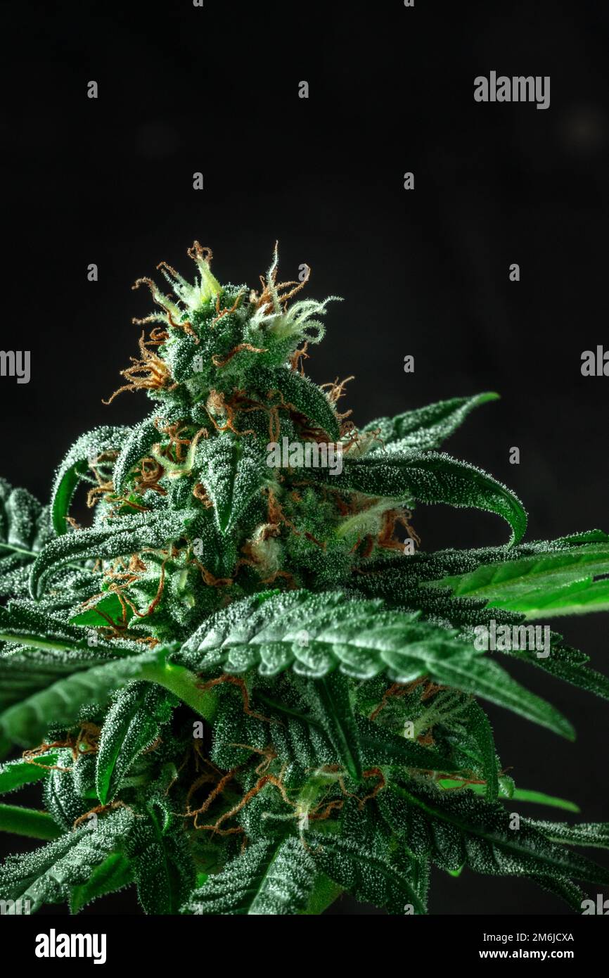Blooming cannabis plant with white and yellow flowers on a black ...