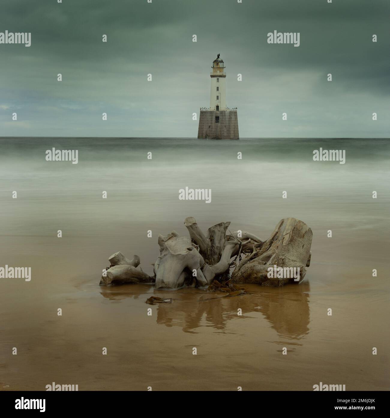 A beautiful view of Rattray Head lighthouse with dry tree roots at the ...