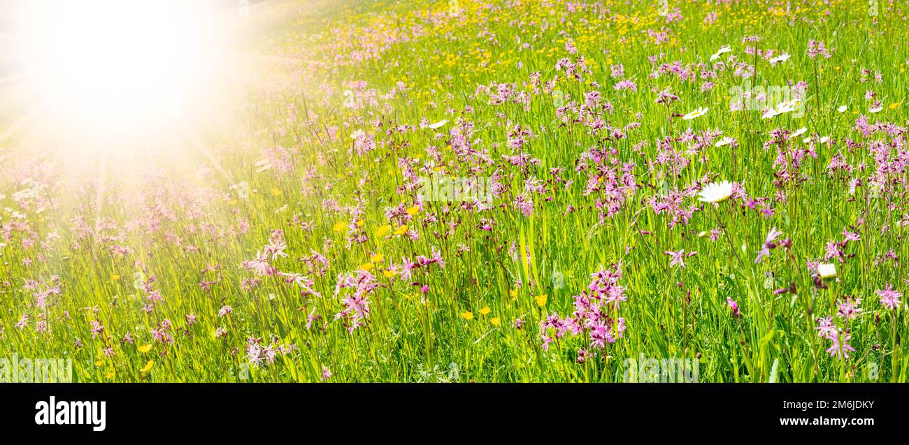 Flower rays hi-res stock photography and images - Alamy
