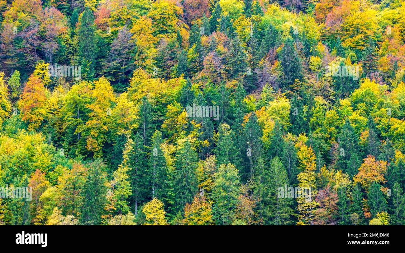 Perfect deciduous forest and mixed forest in the greenery Stock Photo ...