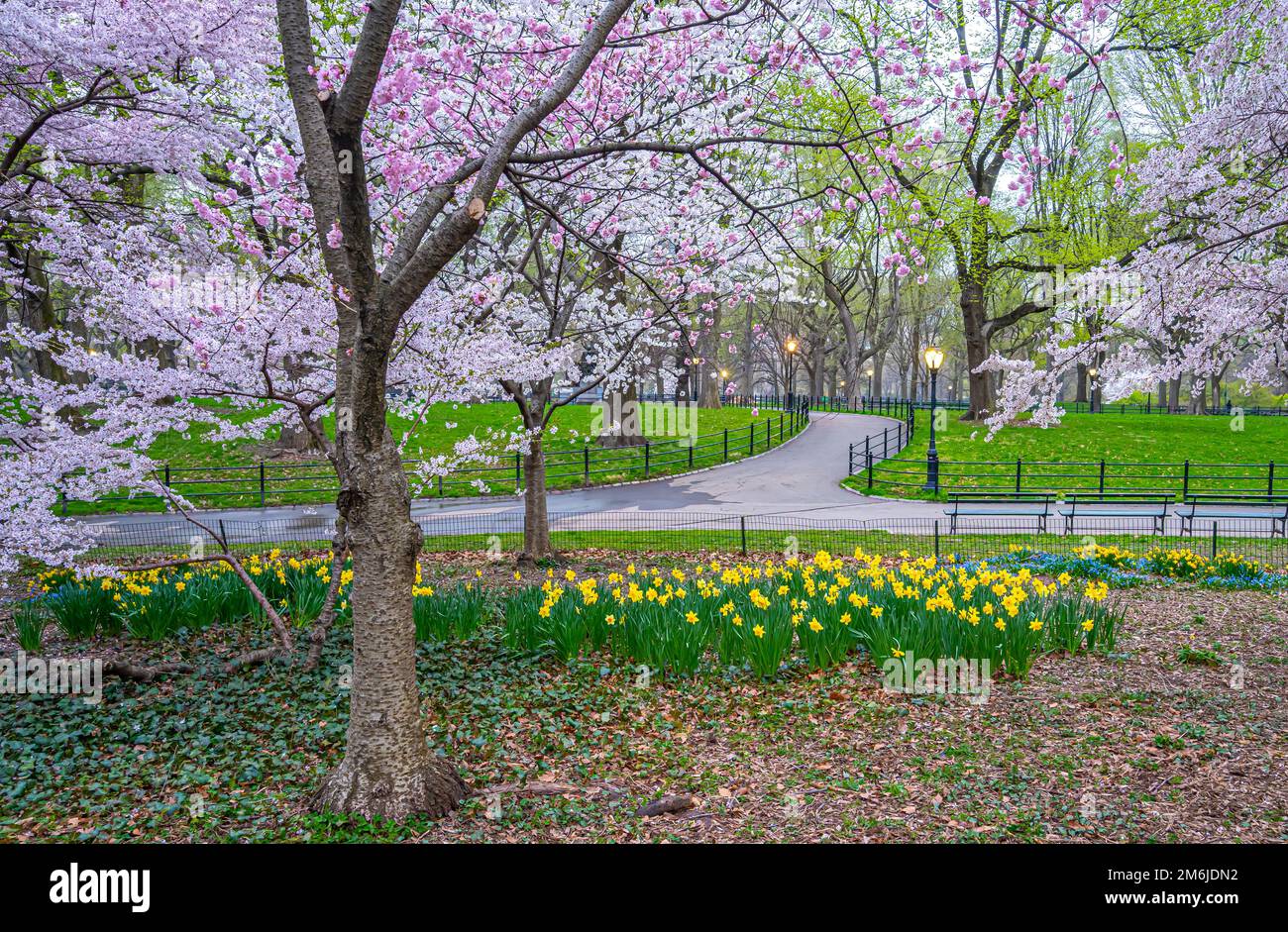 Spring in Central Park, New York City Stock Photo - Alamy