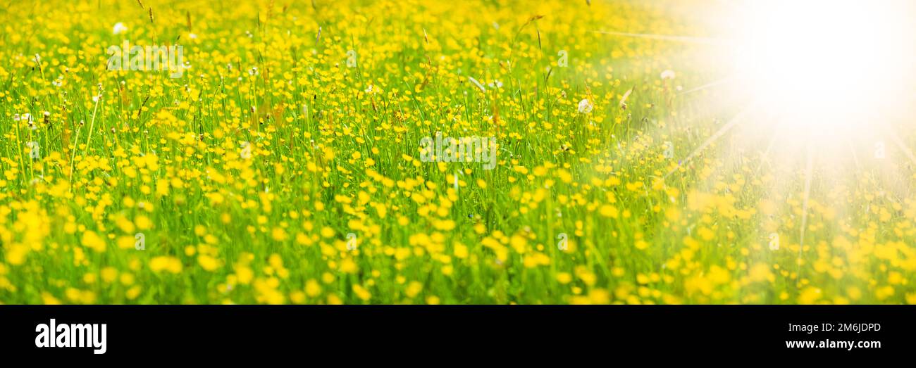 Flower meadow in spring with sun rays Stock Photo - Alamy