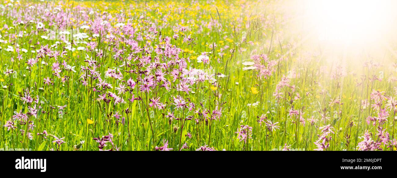 Flower meadow in spring with sun rays Stock Photo - Alamy