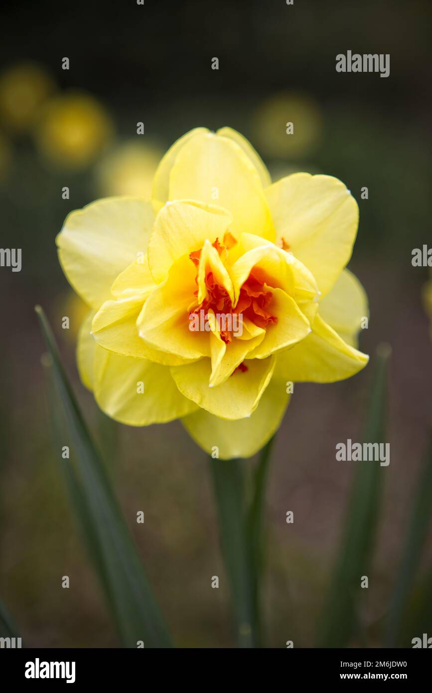 Double daffodil hi-res stock photography and images - Alamy