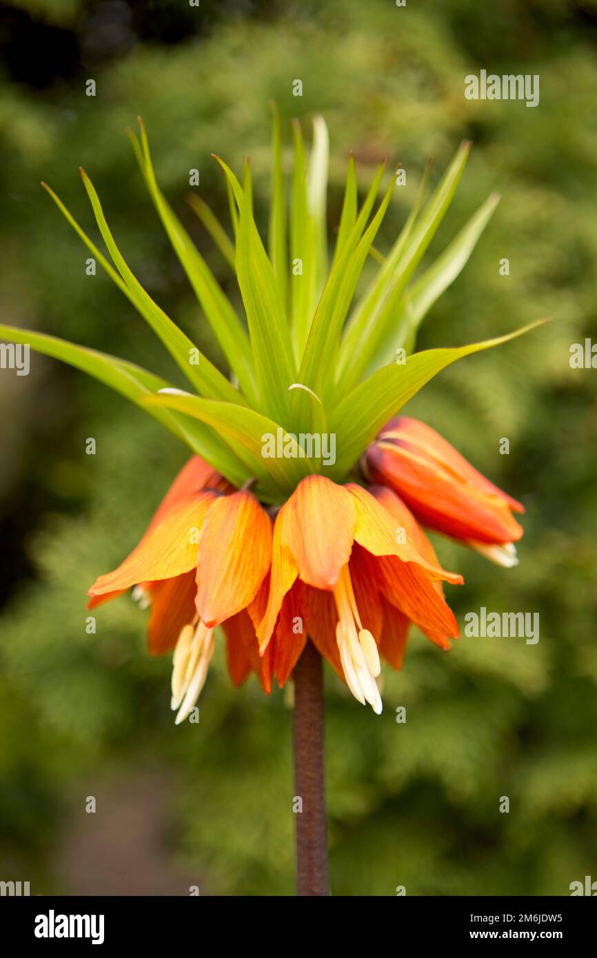 Beautiful crown imperial hi-res stock photography and images - Alamy