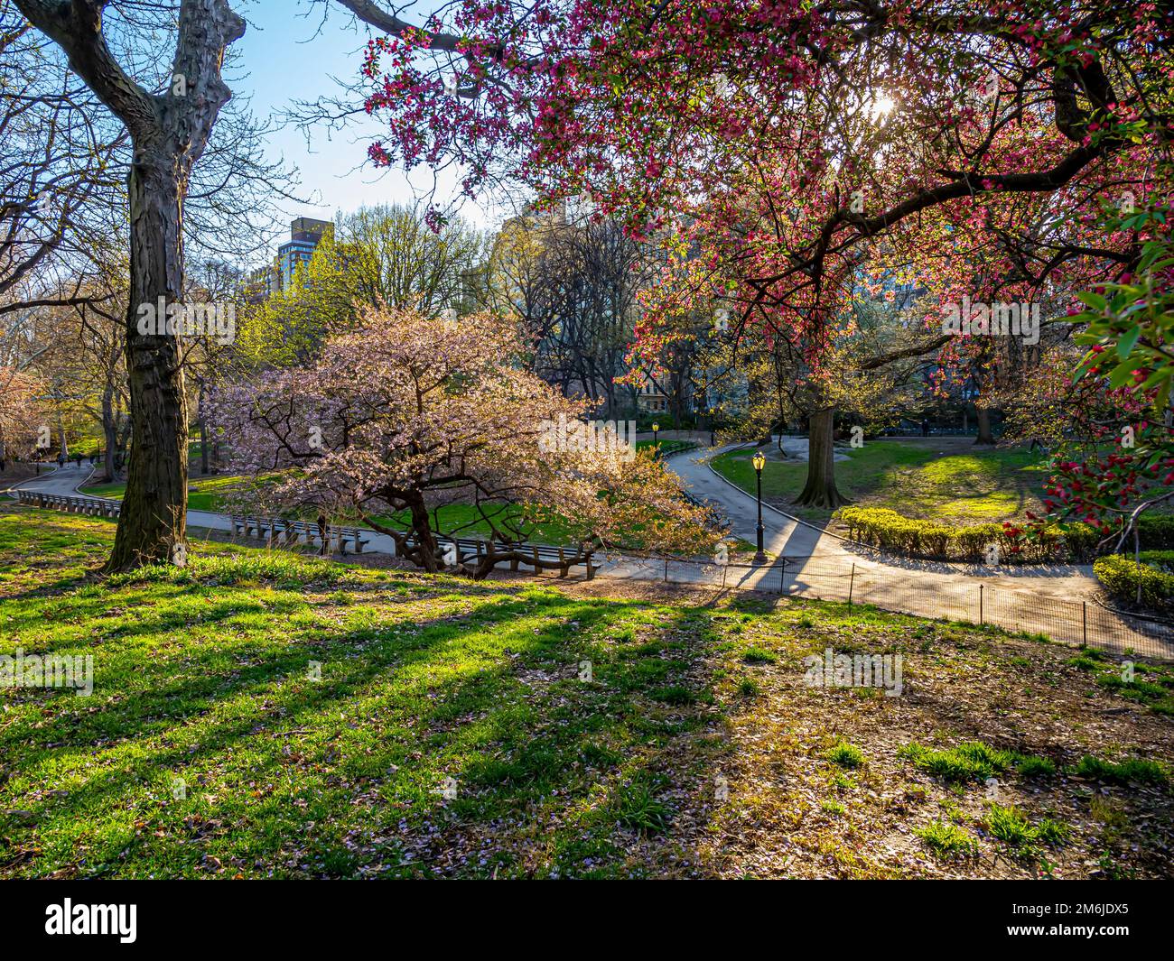 Spring in Central Park, New York City Stock Photo - Alamy