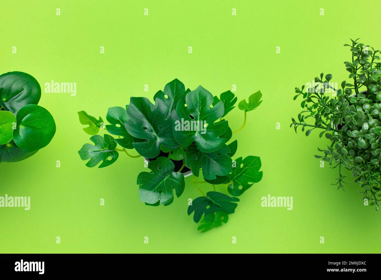 Plastic house plants hi-res stock photography and images - Alamy