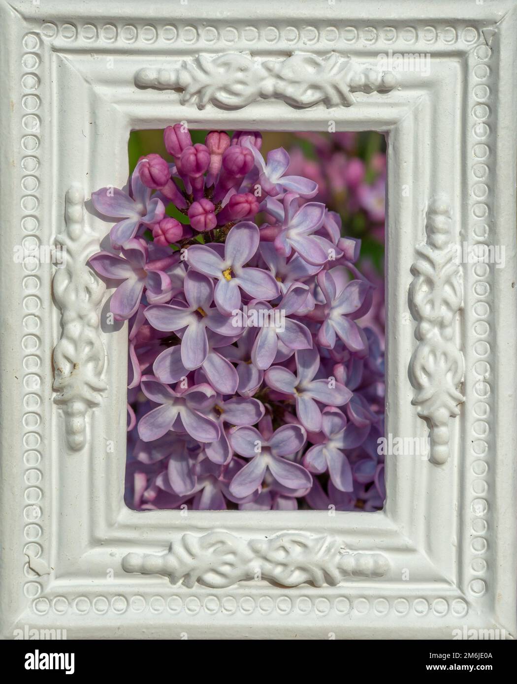 The common lilac (Syringa vulgaris), also known as the French lilac or ...