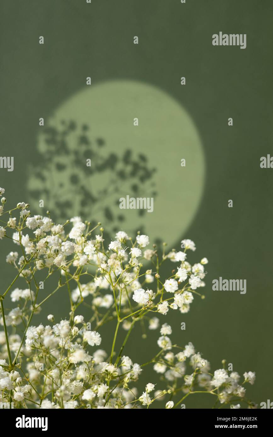 Few twigs with small white flowers of Gypsophila Baby's-breath on green ...