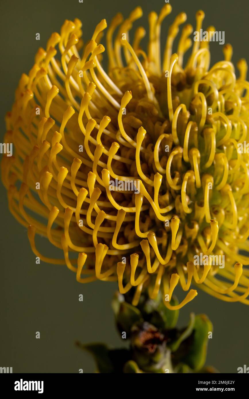 Protea texture hi-res stock photography and images - Alamy