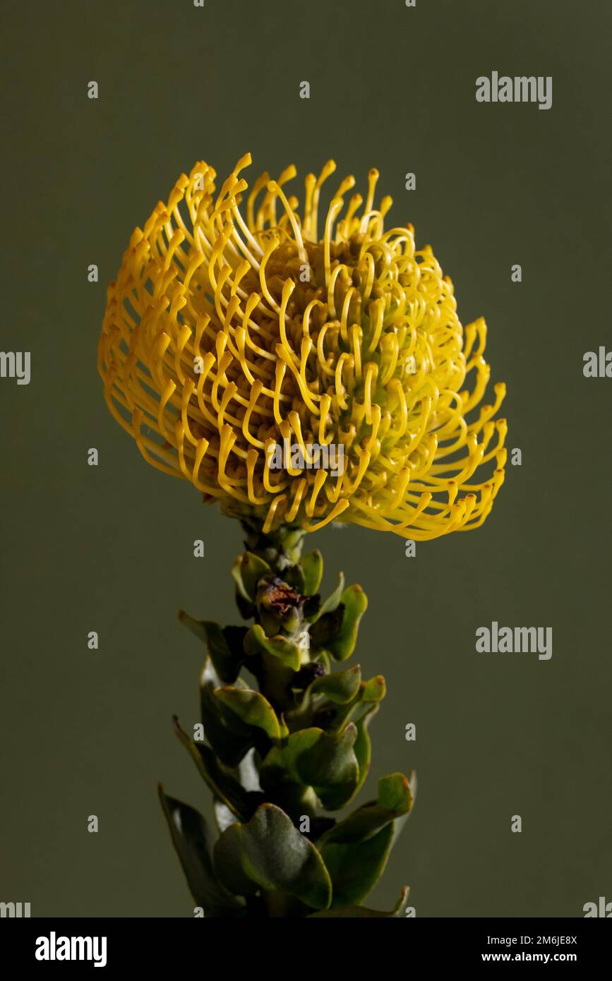 Close-up yellow protea in bloom macro, Leucospermum super gold on green ...
