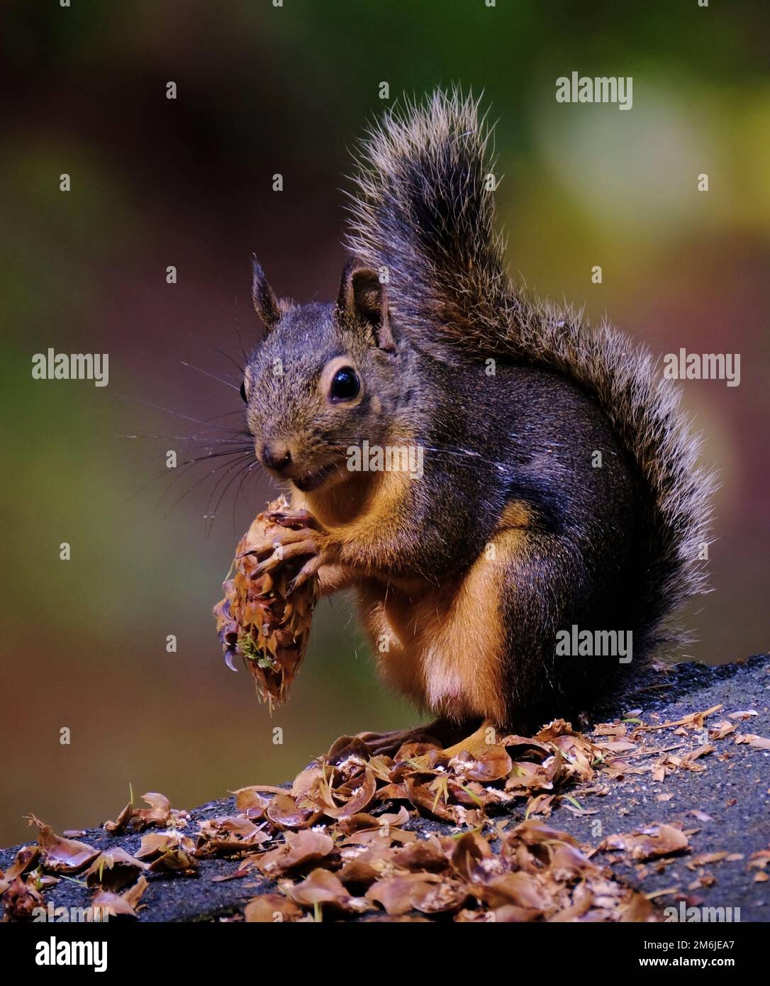 Eat more cake ,Douglas squirrel eating fir cone Stock Photo - Alamy