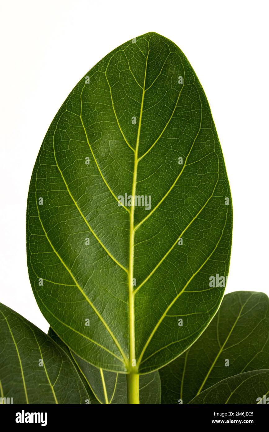 Ficus Altissima Variegated benghalensis Beautiful Leaf on white ...