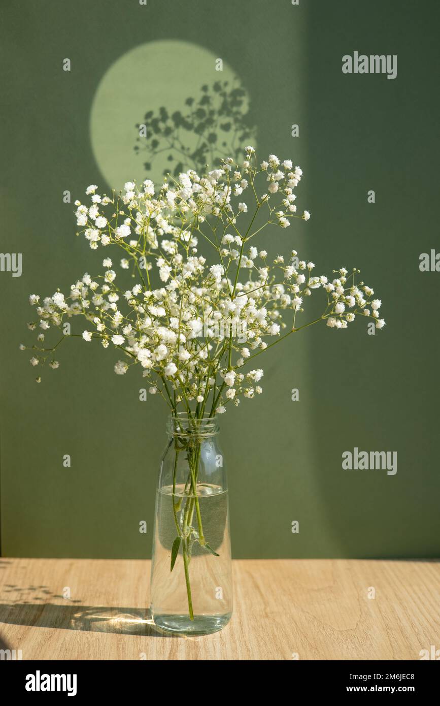 Few twigs with small white flowers of Gypsophila Baby's-breath on green ...