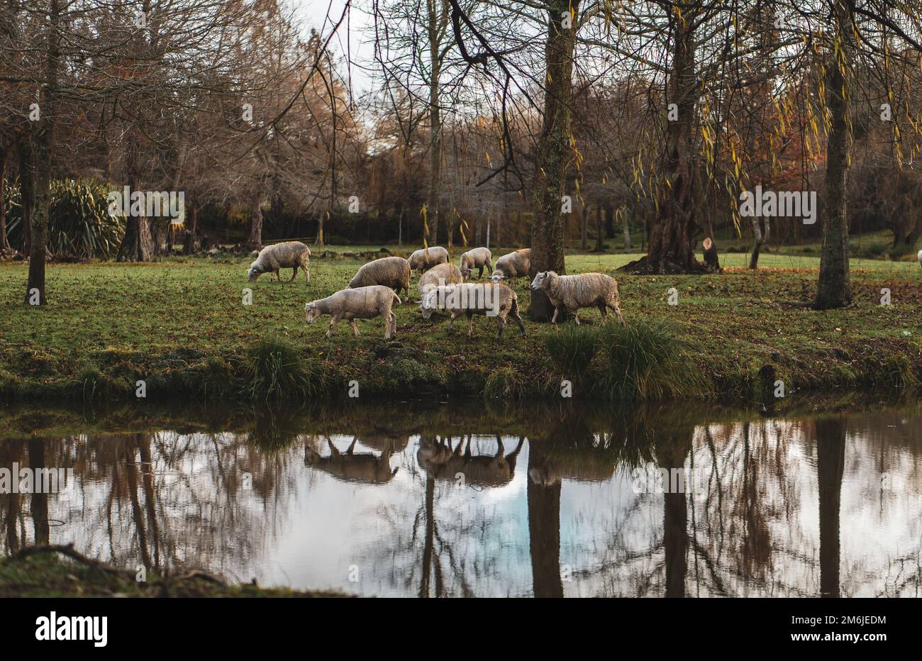 Sheep following each other hi-res stock photography and images - Alamy