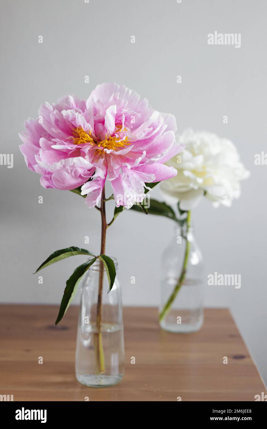 Beautiful pink peonies close hi-res stock photography and images - Alamy