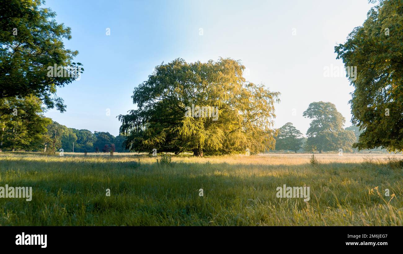 On side of oak tree hi-res stock photography and images - Alamy