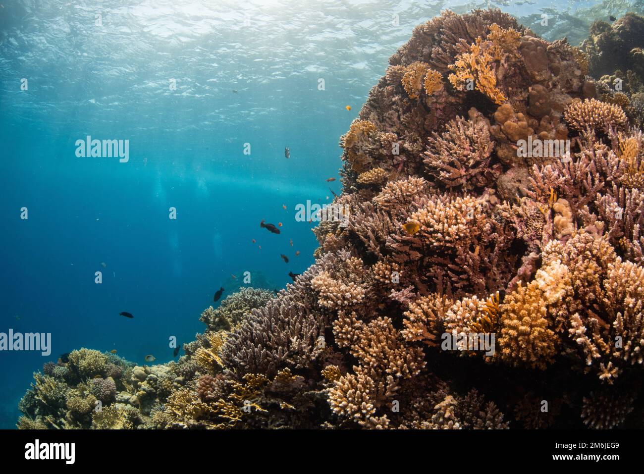 A view beautiful fish swimming around corals under the sea Stock Photo ...