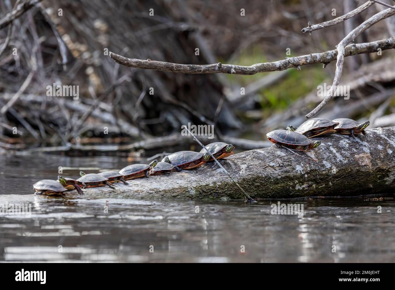 Painted turtle claw hi-res stock photography and images - Alamy