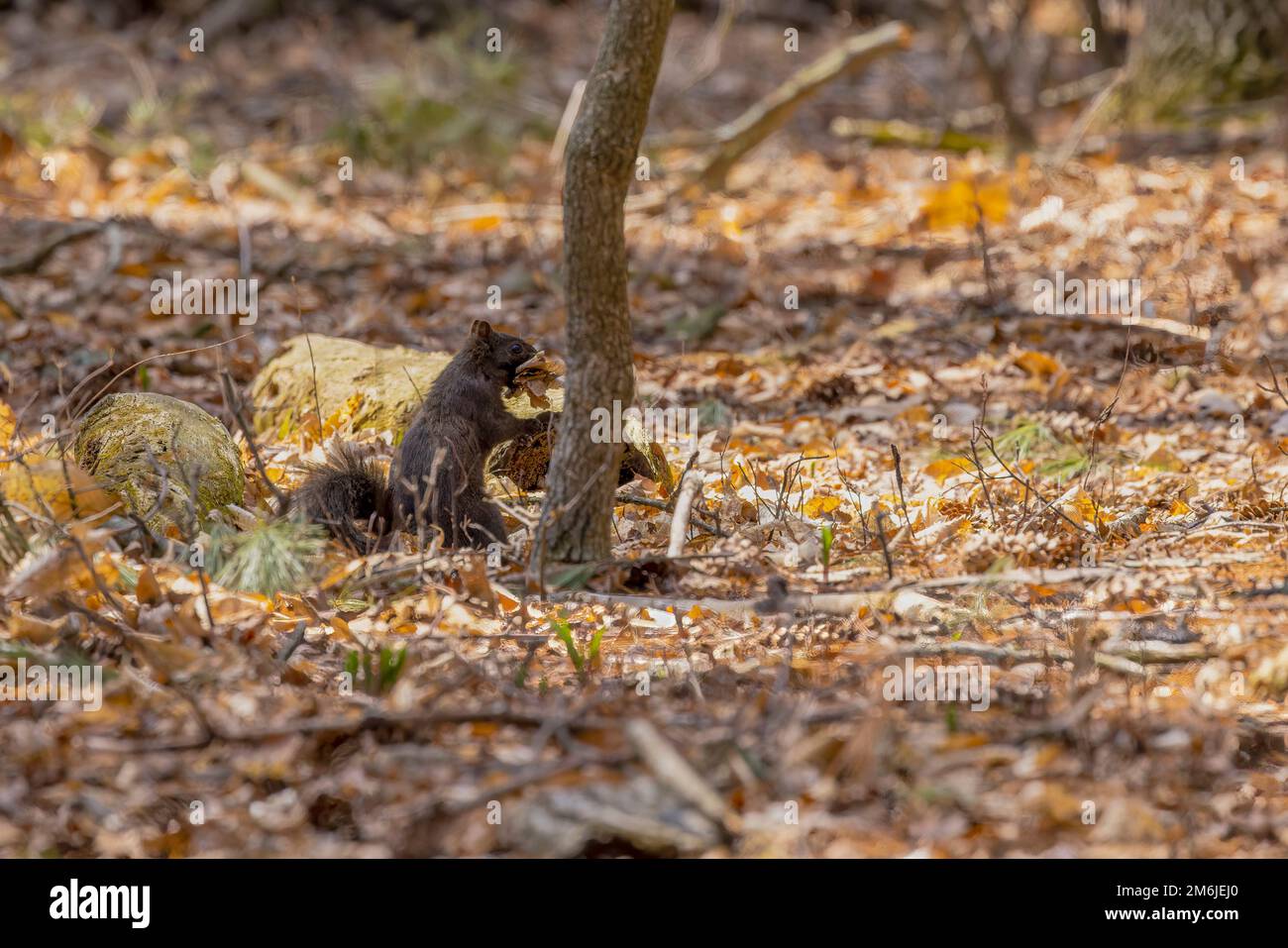 The eastern gray squirrel - black form (Sciurus carolinensis) in the ...