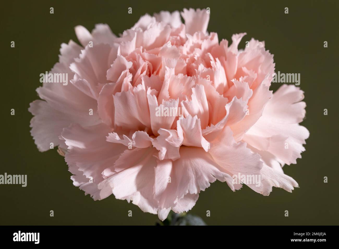 Retro art, vintage card and botanical concept - Abstract floral ...