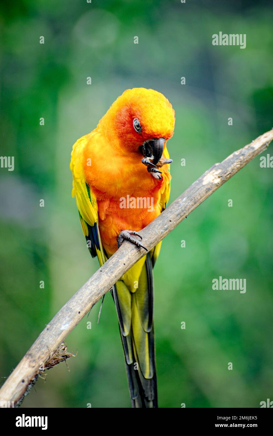 Eastern rosella rainbow parrot hi-res stock photography and images - Alamy