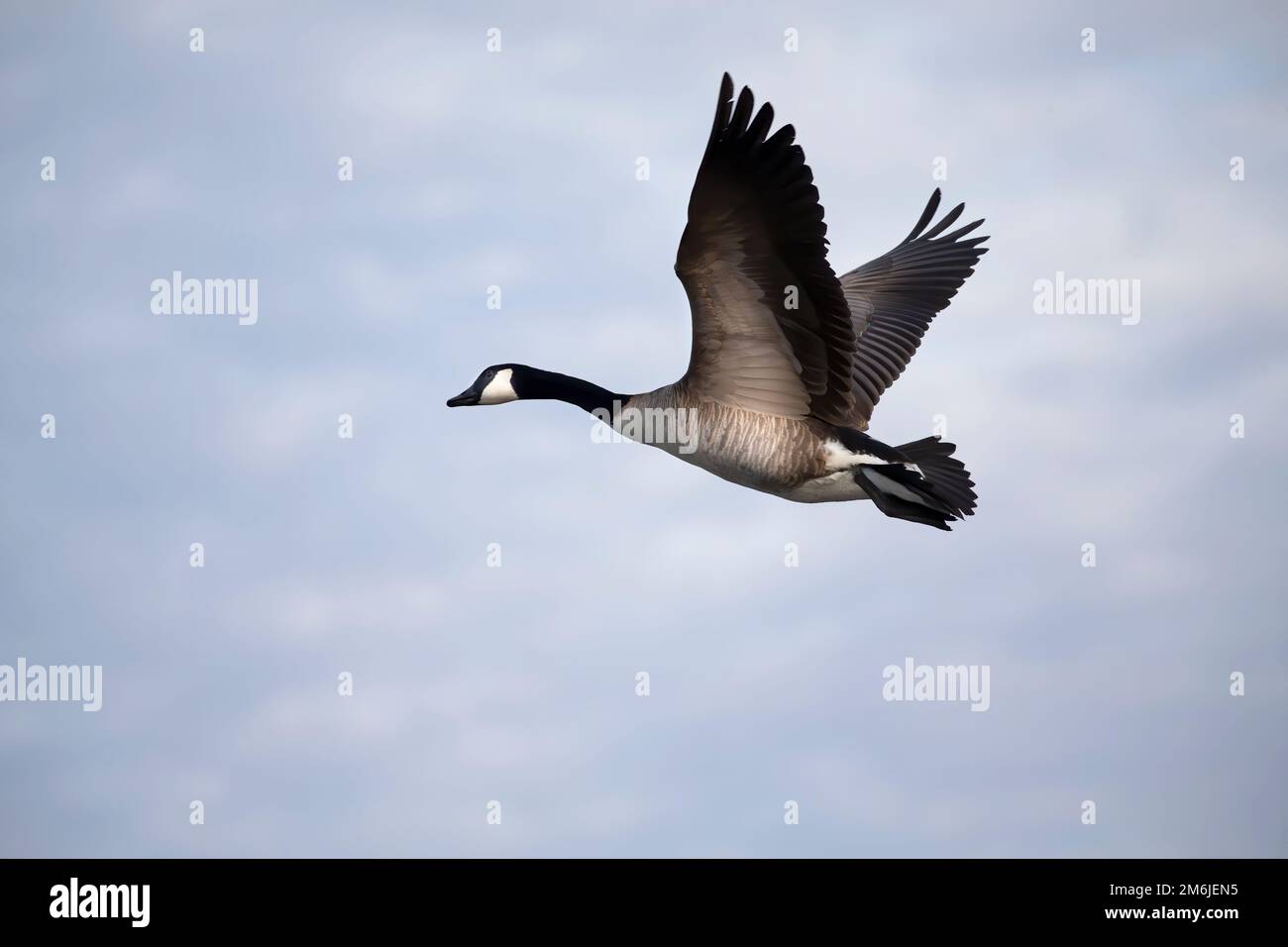 Canada goose (Branta canadensis) in flight Stock Photo - Alamy