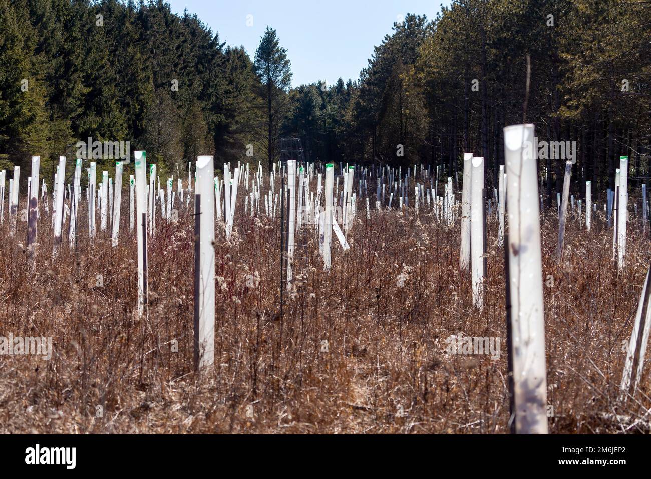 Newly planted trees in the forest protected against the taste of deer ...