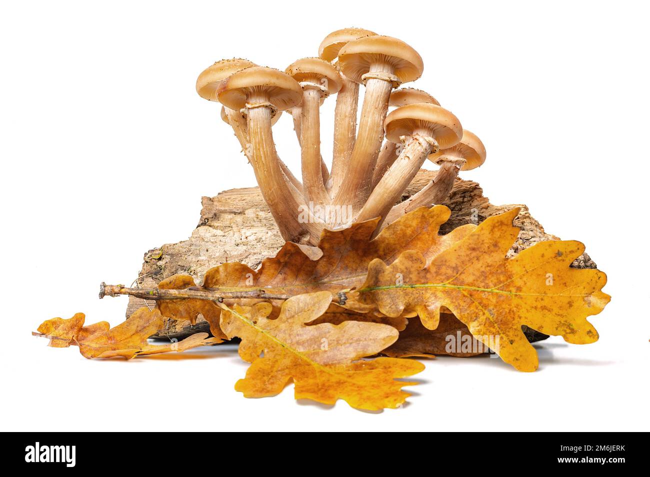 Forest mushrooms of Honey fungus Armillaria isolated on oak leaves ...