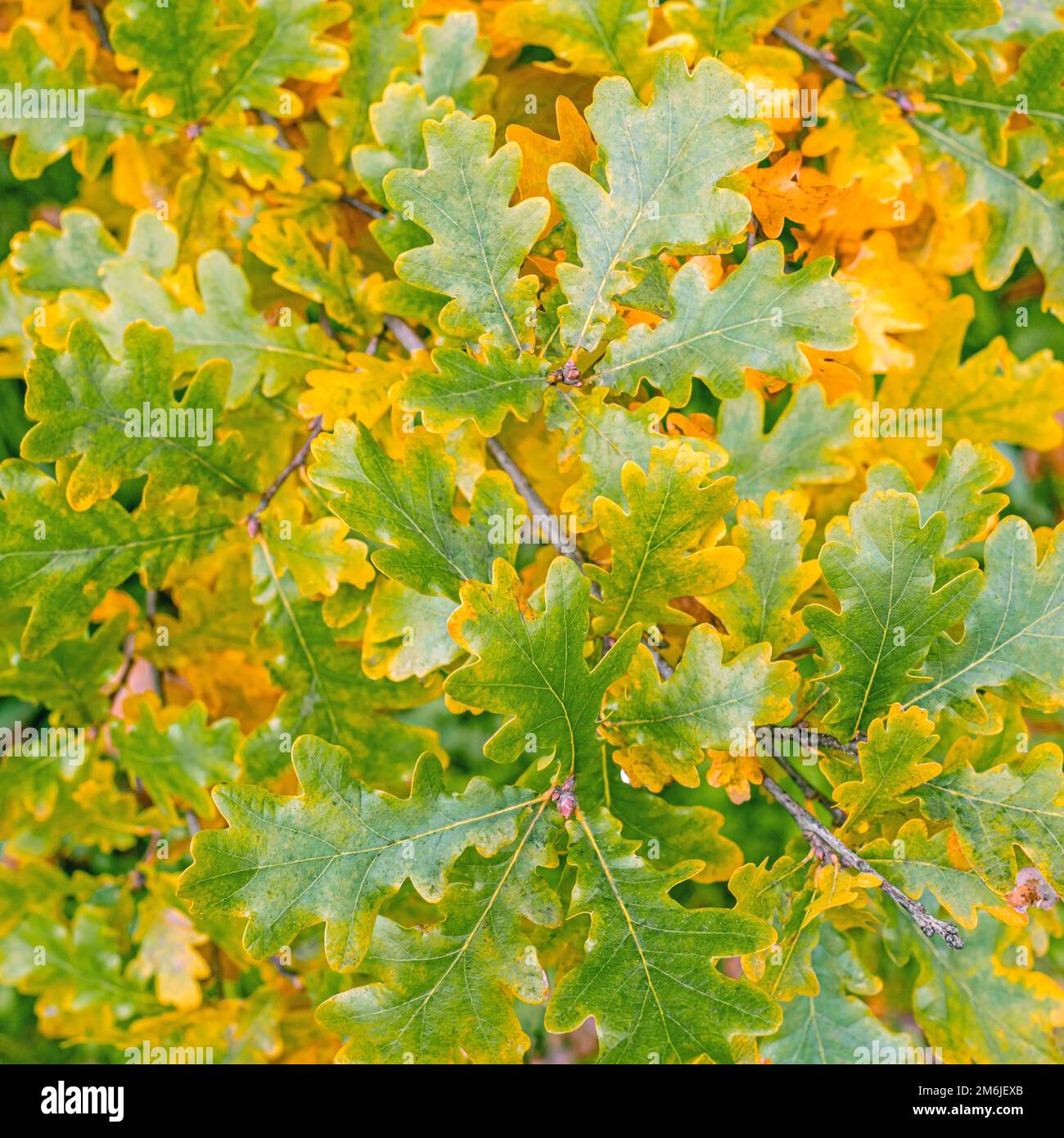 Yellow autumn leaves oak tree hi-res stock photography and images - Alamy