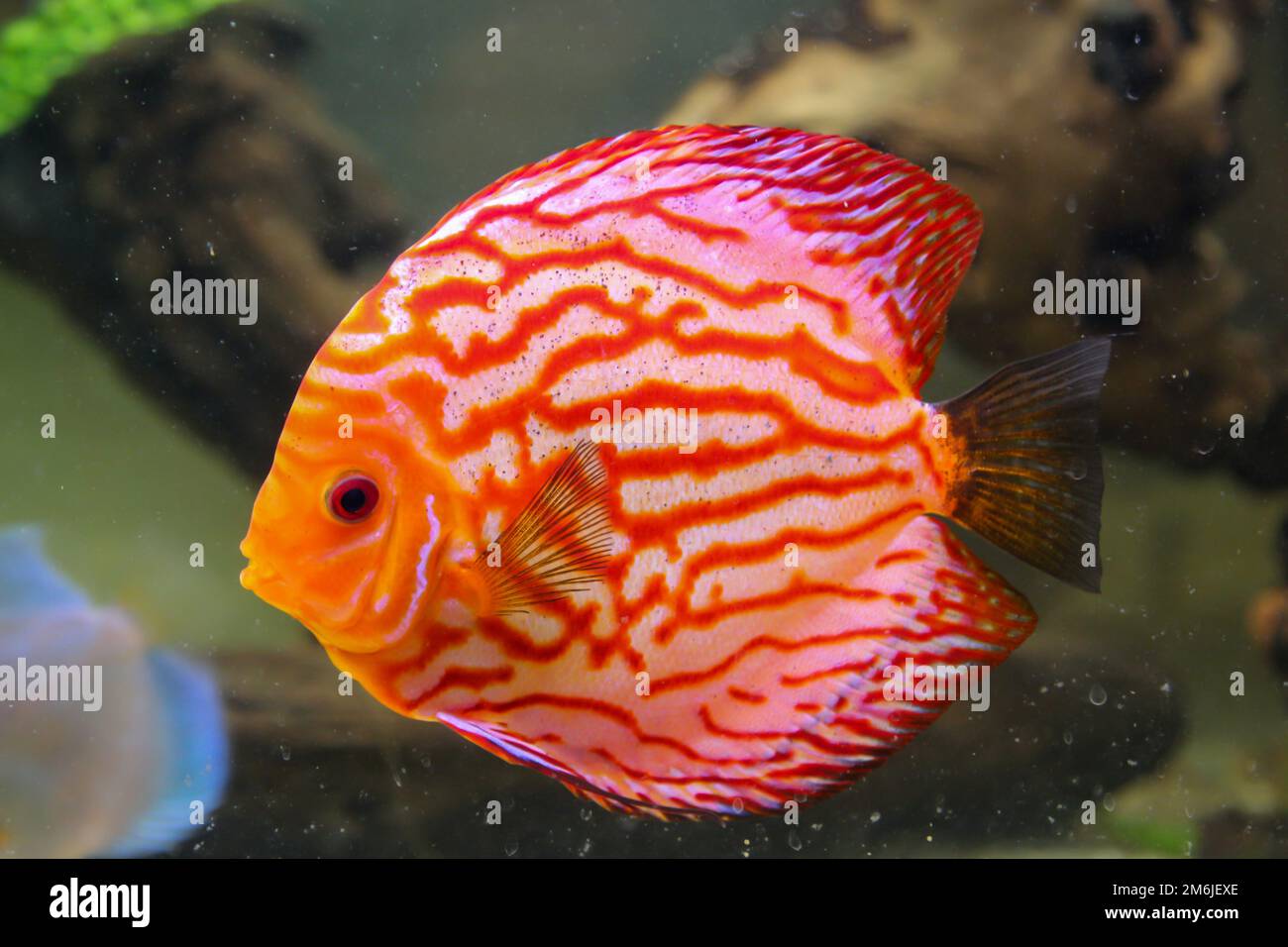 Portrait of a beautiful colored discus discus cichlid in a blackwater ...