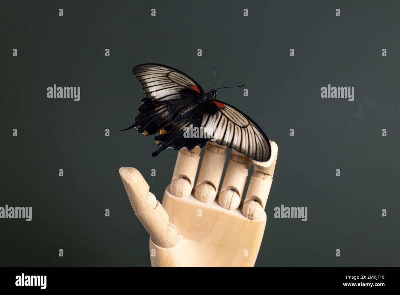 Butterfly papilio lowi still life concept on wooden hand on dark green ...