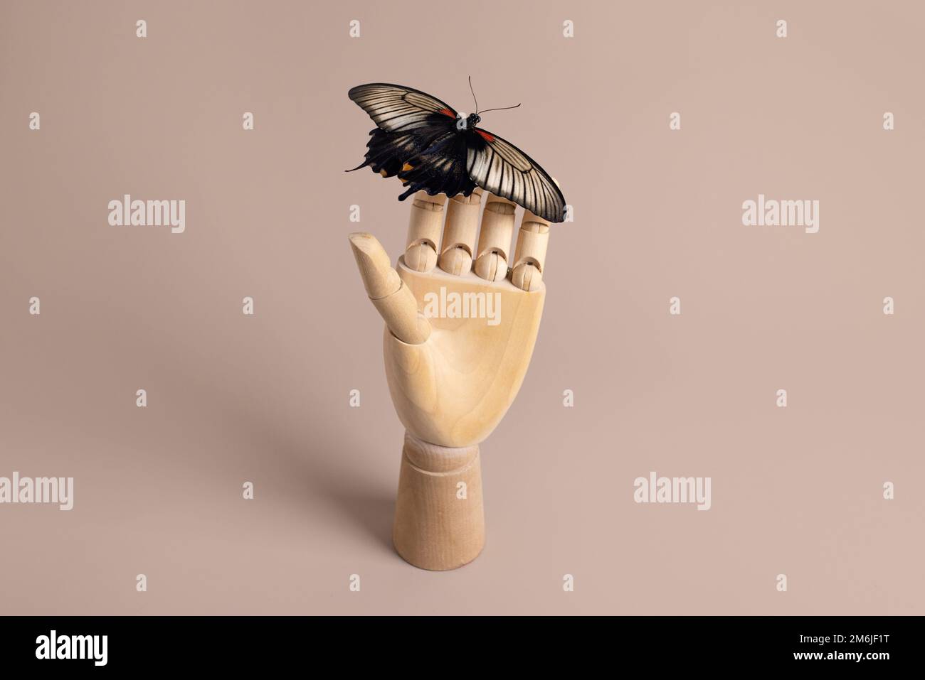 Butterfly papilio lowi still life concept on wooden hand on neutral ...