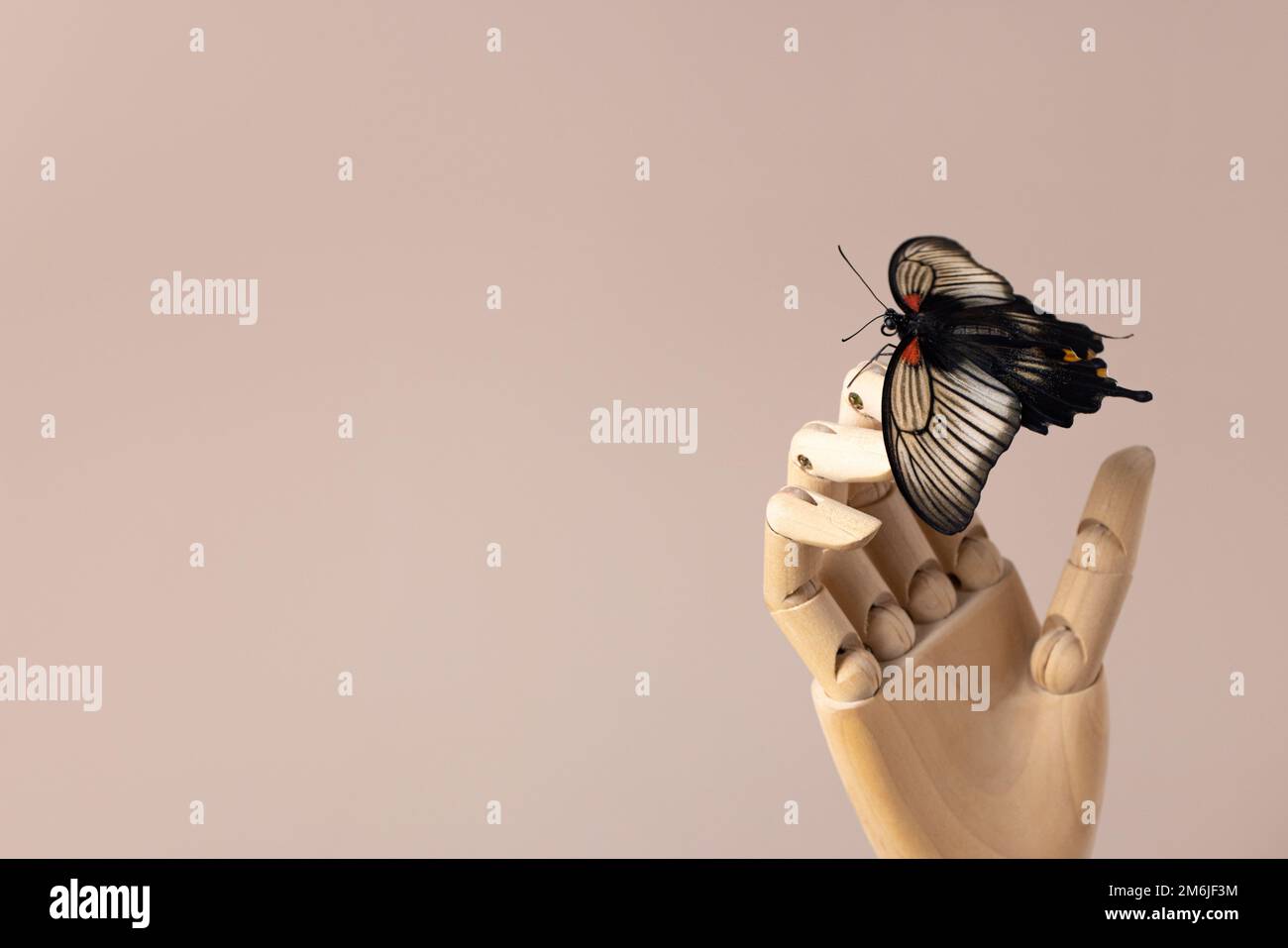Butterfly papilio lowi still life concept on wooden hand on neutral ...