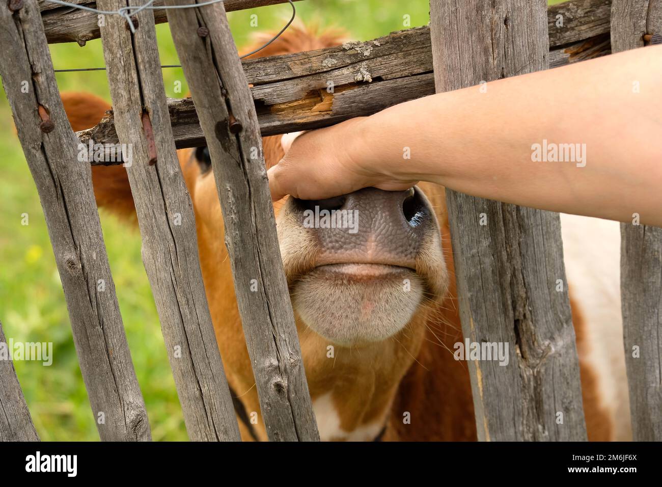 Stroking a small cow through a wooden old fence Stock Photo - Alamy