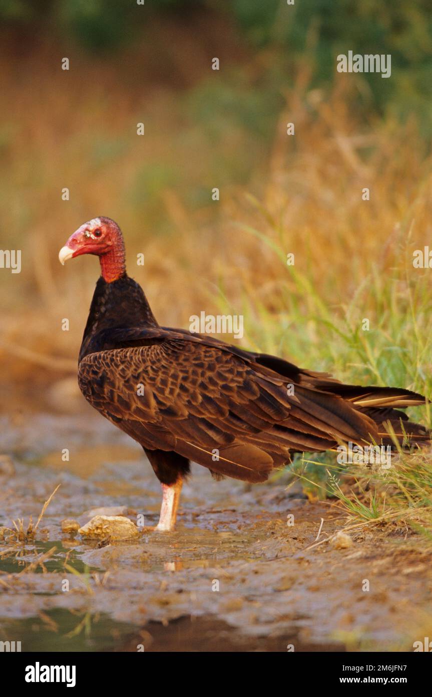 00780 01005 hi-res stock photography and images - Alamy