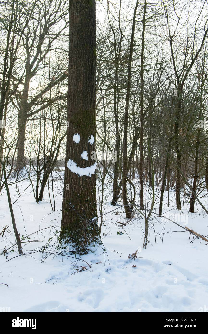 Winter snow tree with face Stock Photo - Alamy