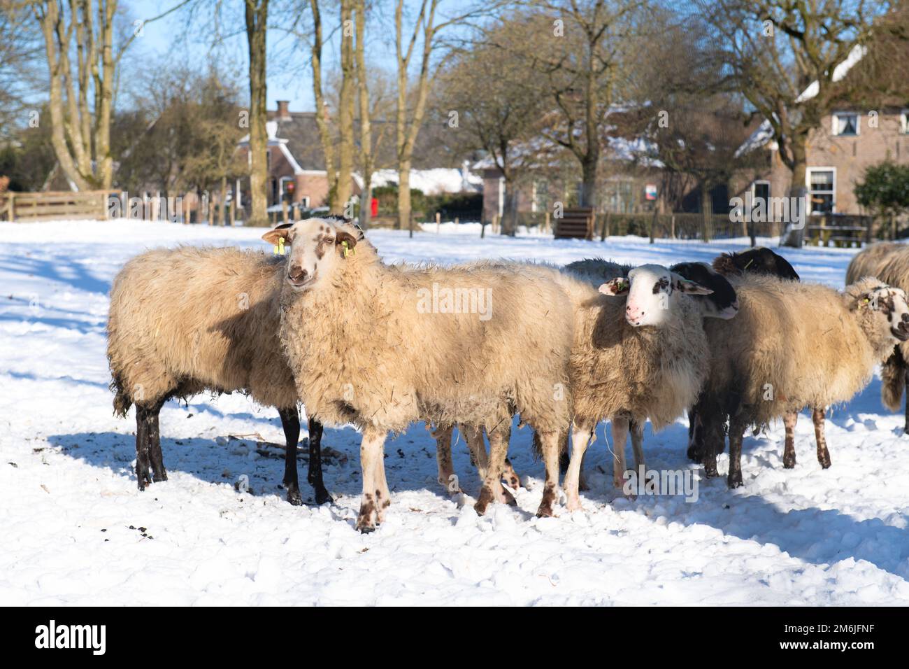 Flock Dutch sheep in characteristic village in Drenthe Stock Photo - Alamy