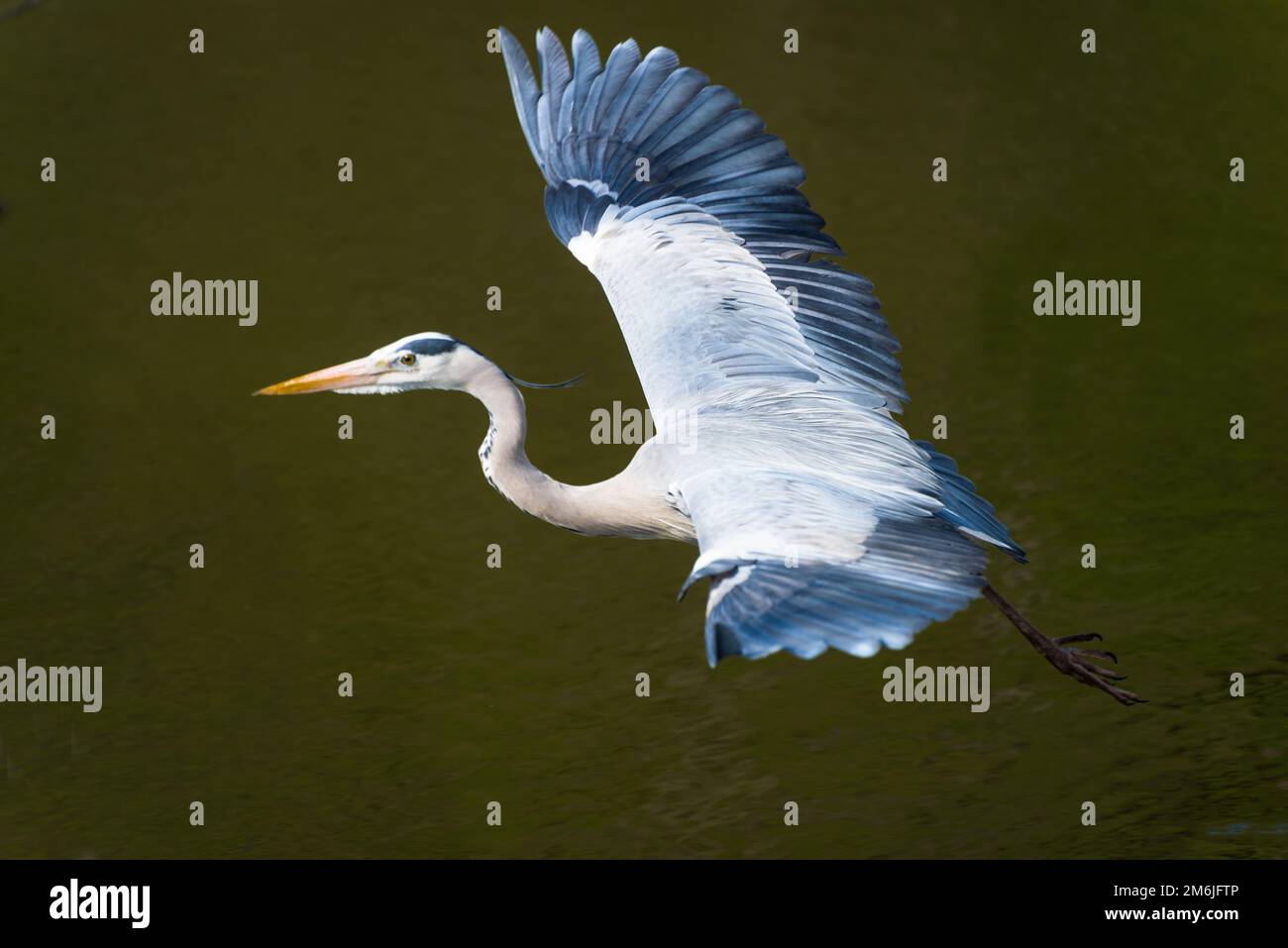 Heron horizontal hi-res stock photography and images - Alamy