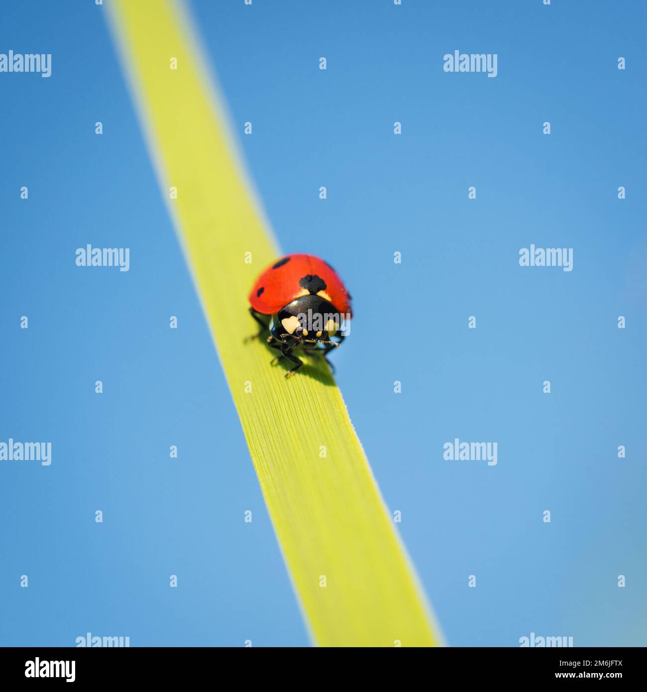 Ladybug grass hi-res stock photography and images - Alamy