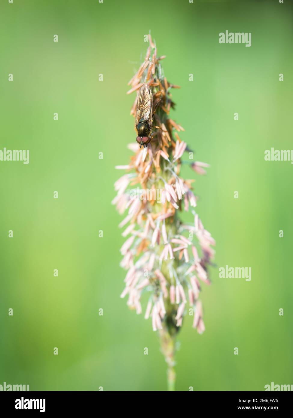 Male fruit fly on a blade of grass macro Stock Photo - Alamy