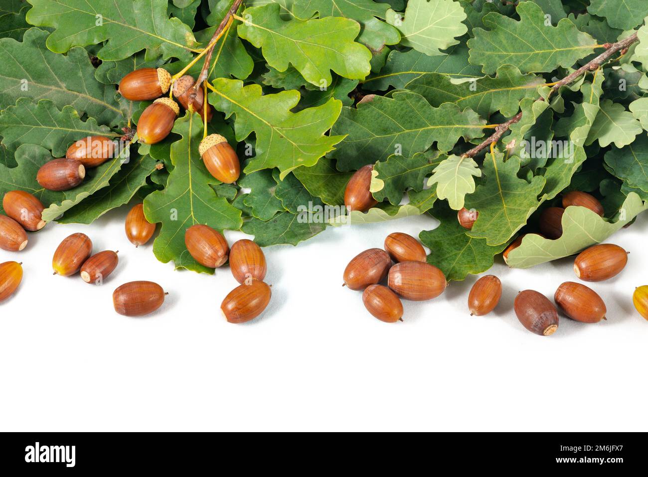 Acorns and branch with leaves white background Stock Photo - Alamy