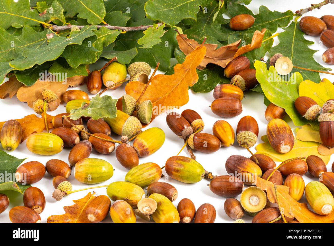 Many acorns on leaves white background Stock Photo - Alamy