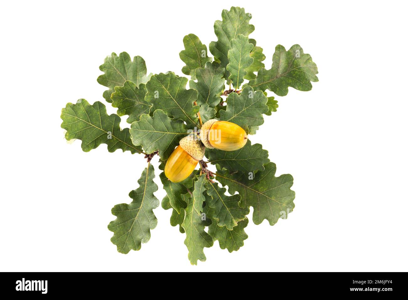 Big yellow acorns on oak leaves white background Stock Photo - Alamy