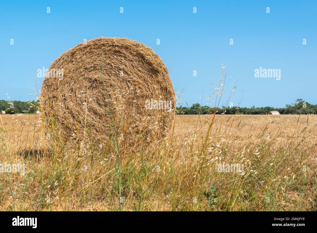 Rolls of hay in field of wheat Stock Photo - Alamy